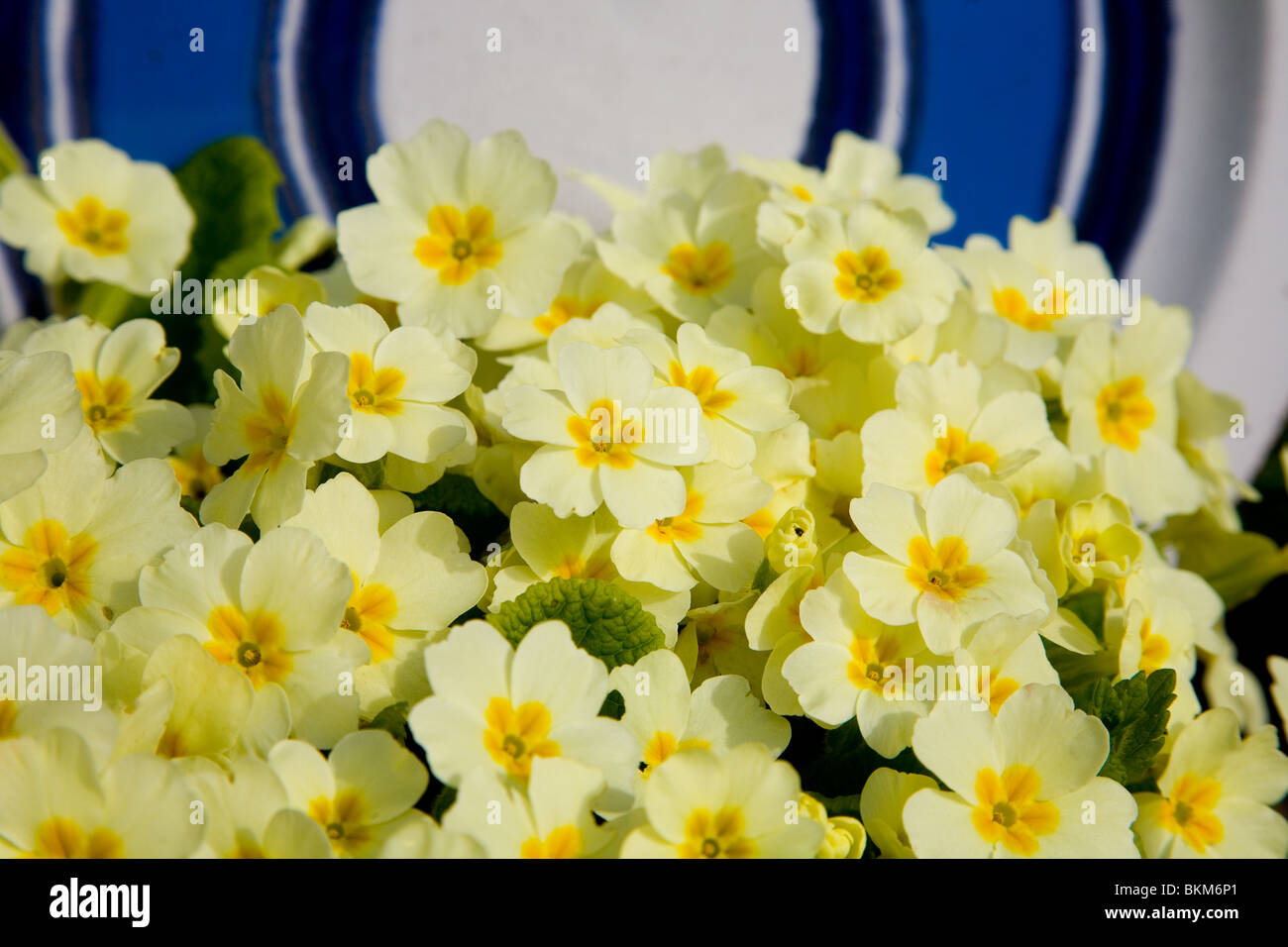 Primroses in a bunch Stock Photo - Alamy