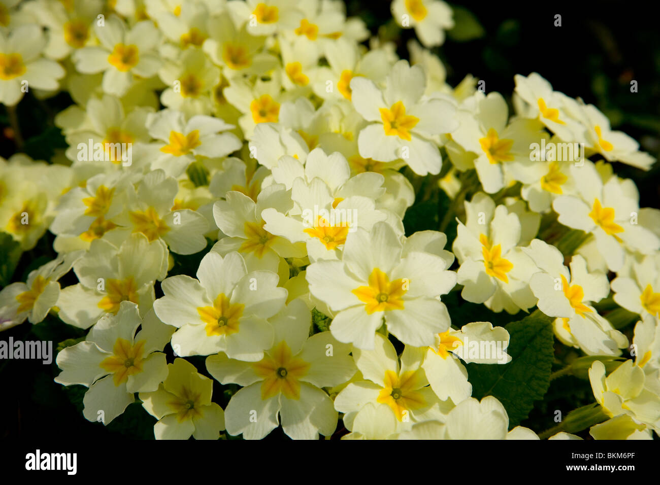 Primroses in a bunch Stock Photo - Alamy