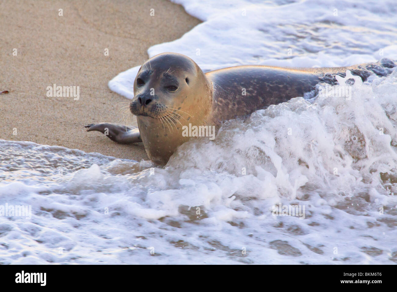 California cove seal hi-res stock photography and images - Alamy