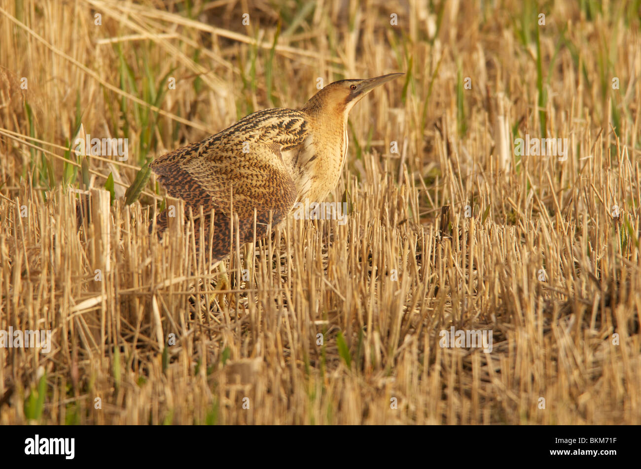 Bittern britain hi-res stock photography and images - Alamy