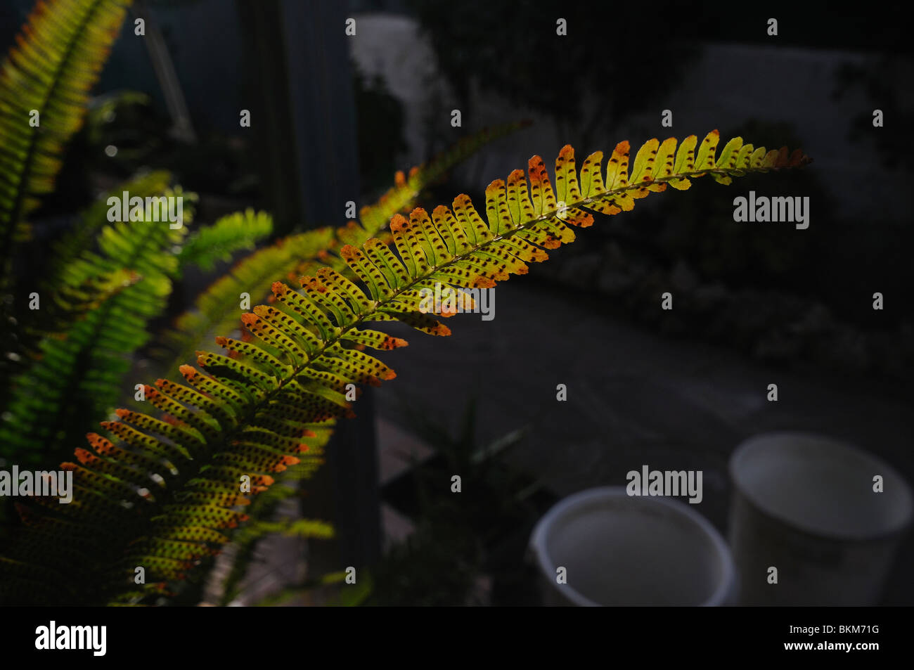 Fern leaflet hi-res stock photography and images - Alamy