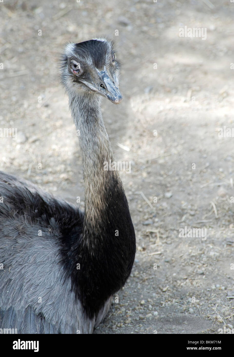 Ostrich sitting hi-res stock photography and images - Alamy