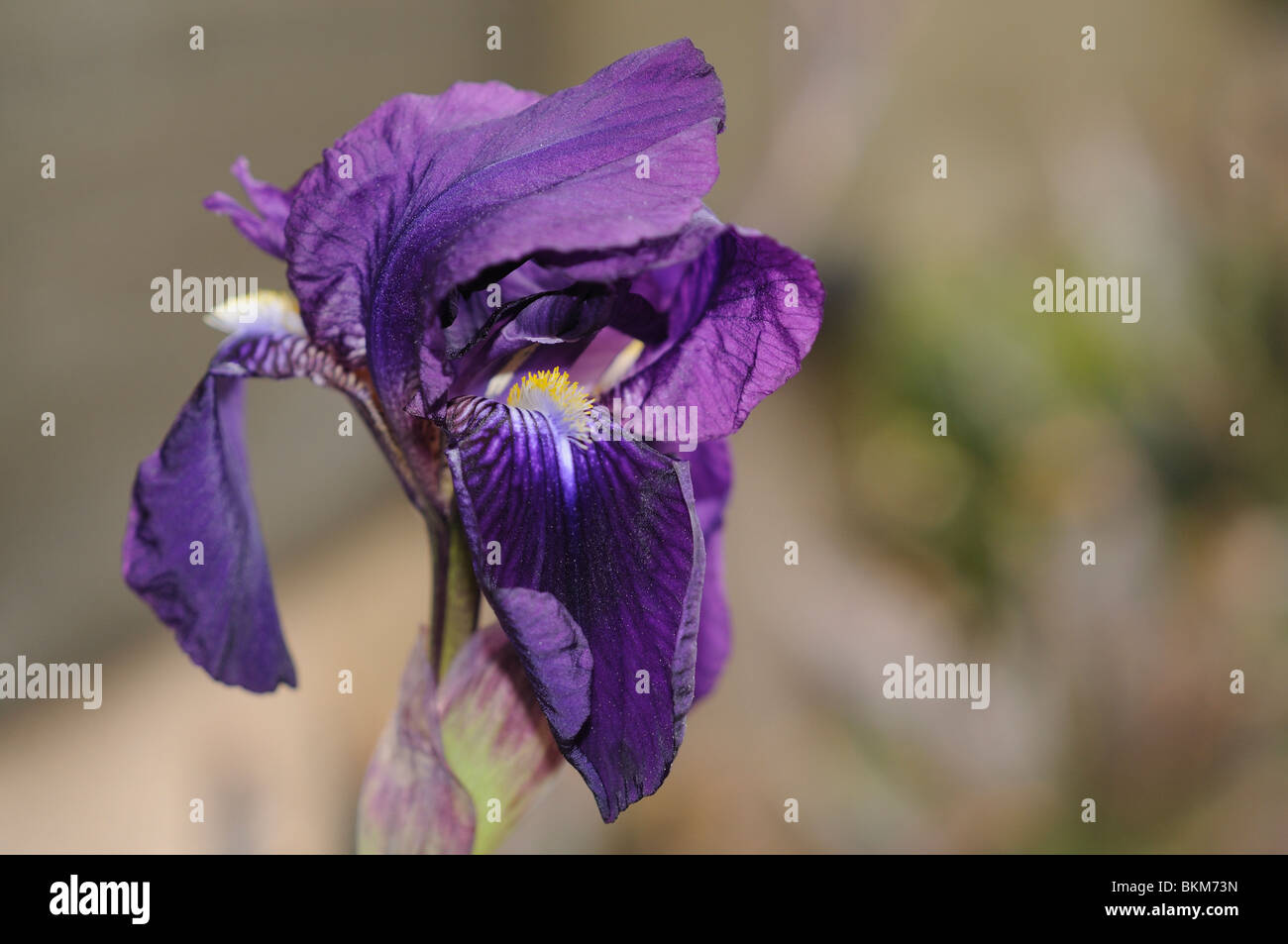Siberian Iris flower (Iris sibirica Stock Photo - Alamy