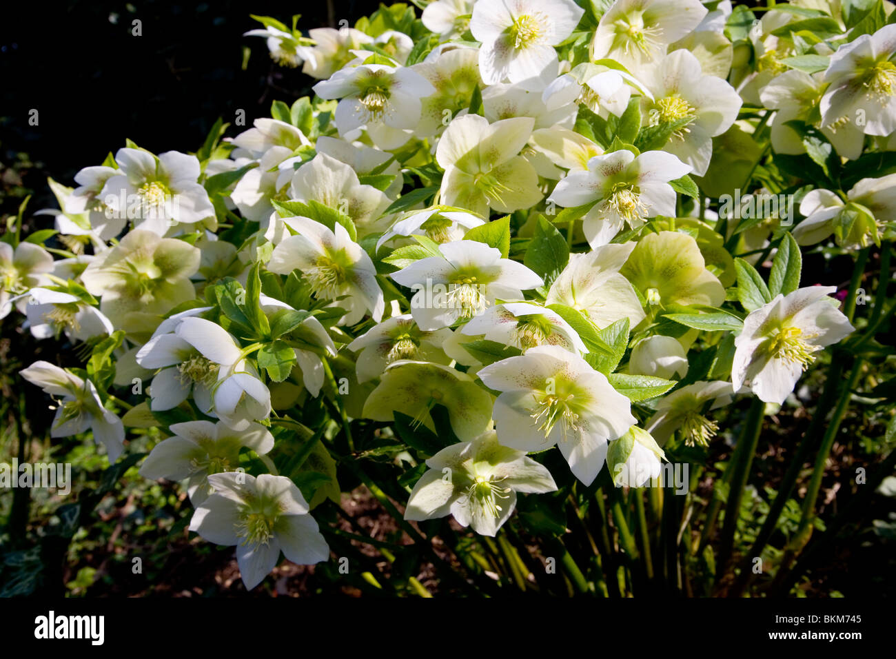 Helleborus Orientalis white Stock Photo - Alamy