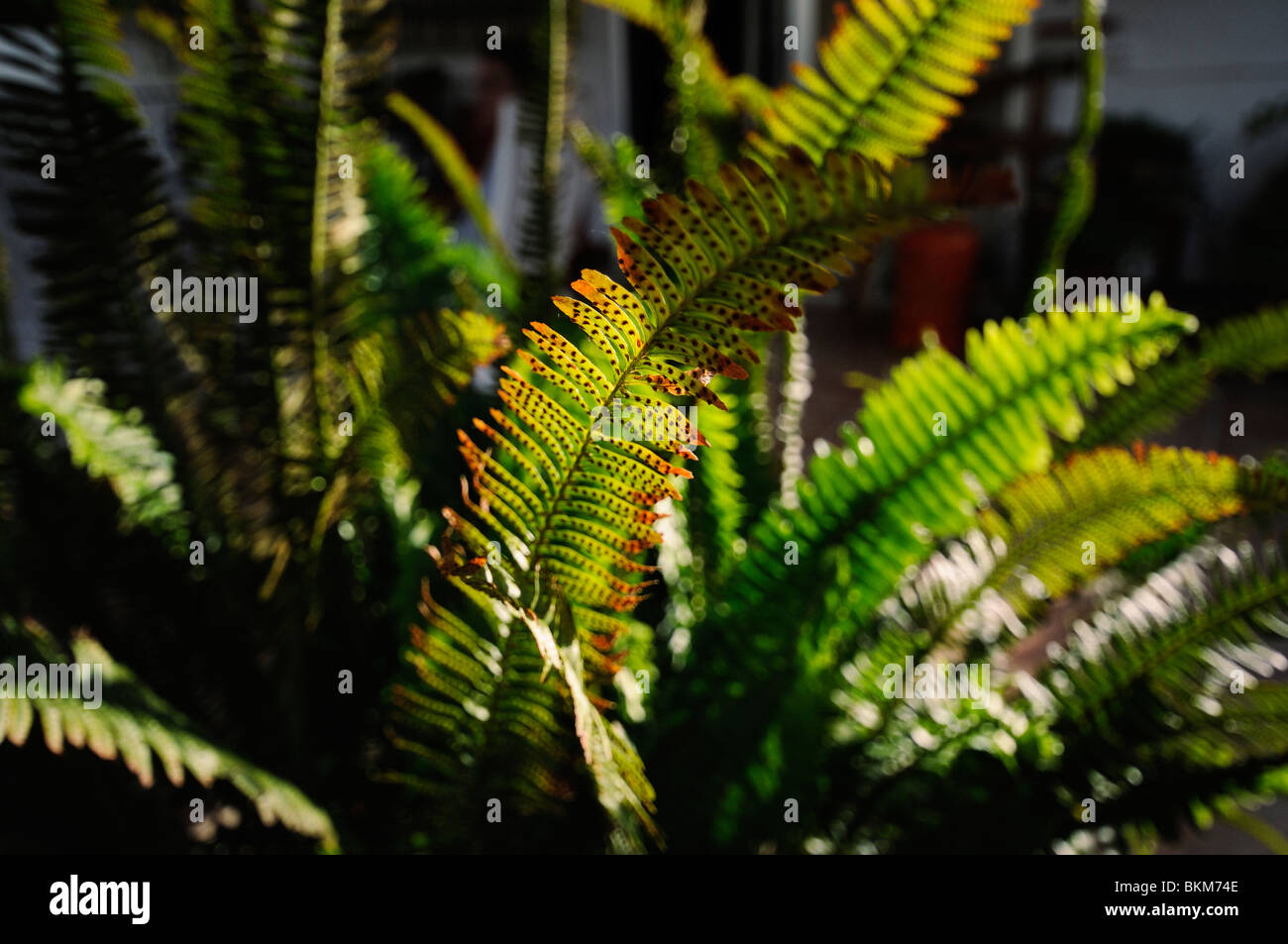 Pteridophyta hi-res stock photography and images - Alamy