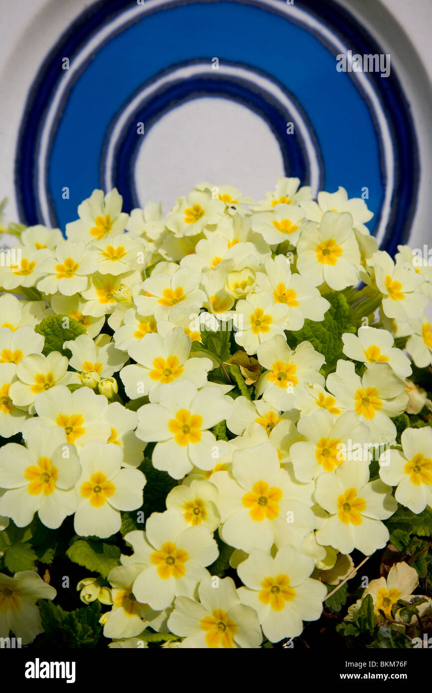 Primroses in a bunch Stock Photo - Alamy