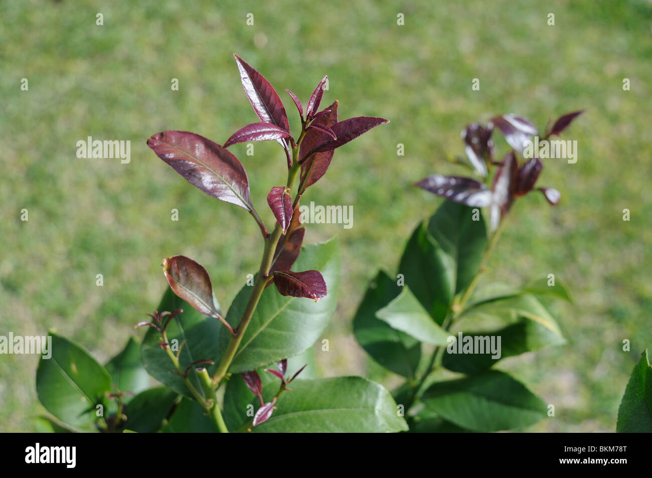 Lemon tree young leaves (Citrus limon Stock Photo - Alamy