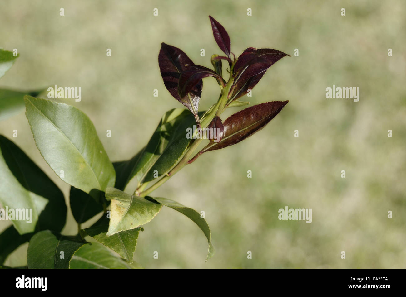 Lemon tree young leaves (Citrus limon Stock Photo - Alamy
