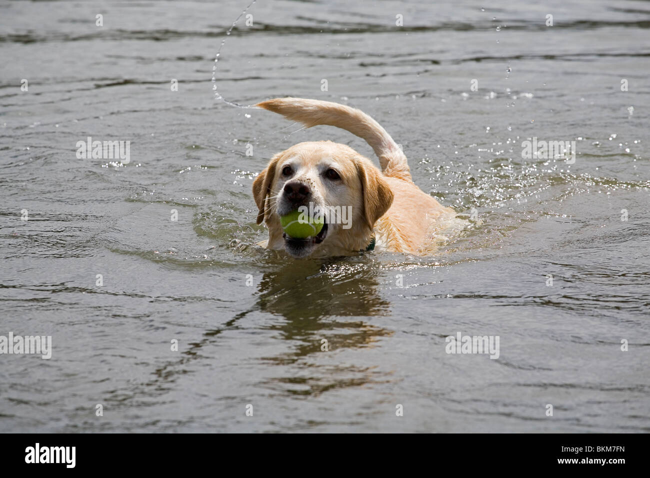 Retrieving a yellow ball hi-res stock photography and images - Alamy