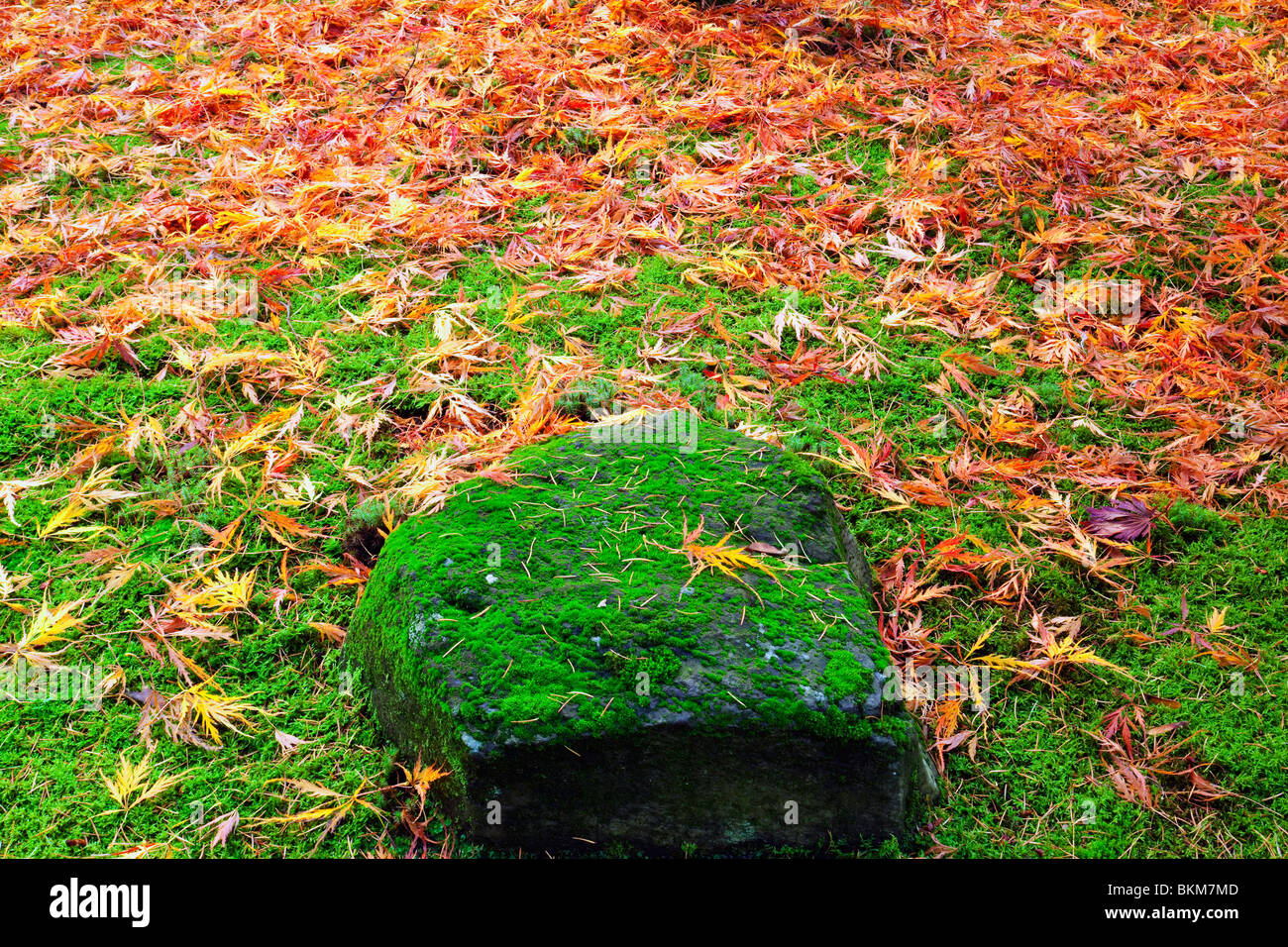Green japanese garden portland hi-res stock photography and images - Alamy