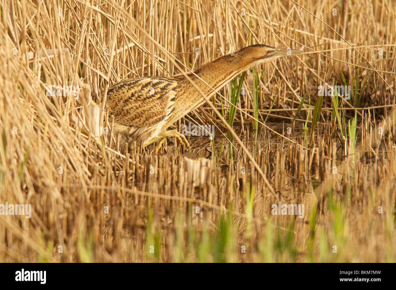 Common bittern hi-res stock photography and images - Alamy