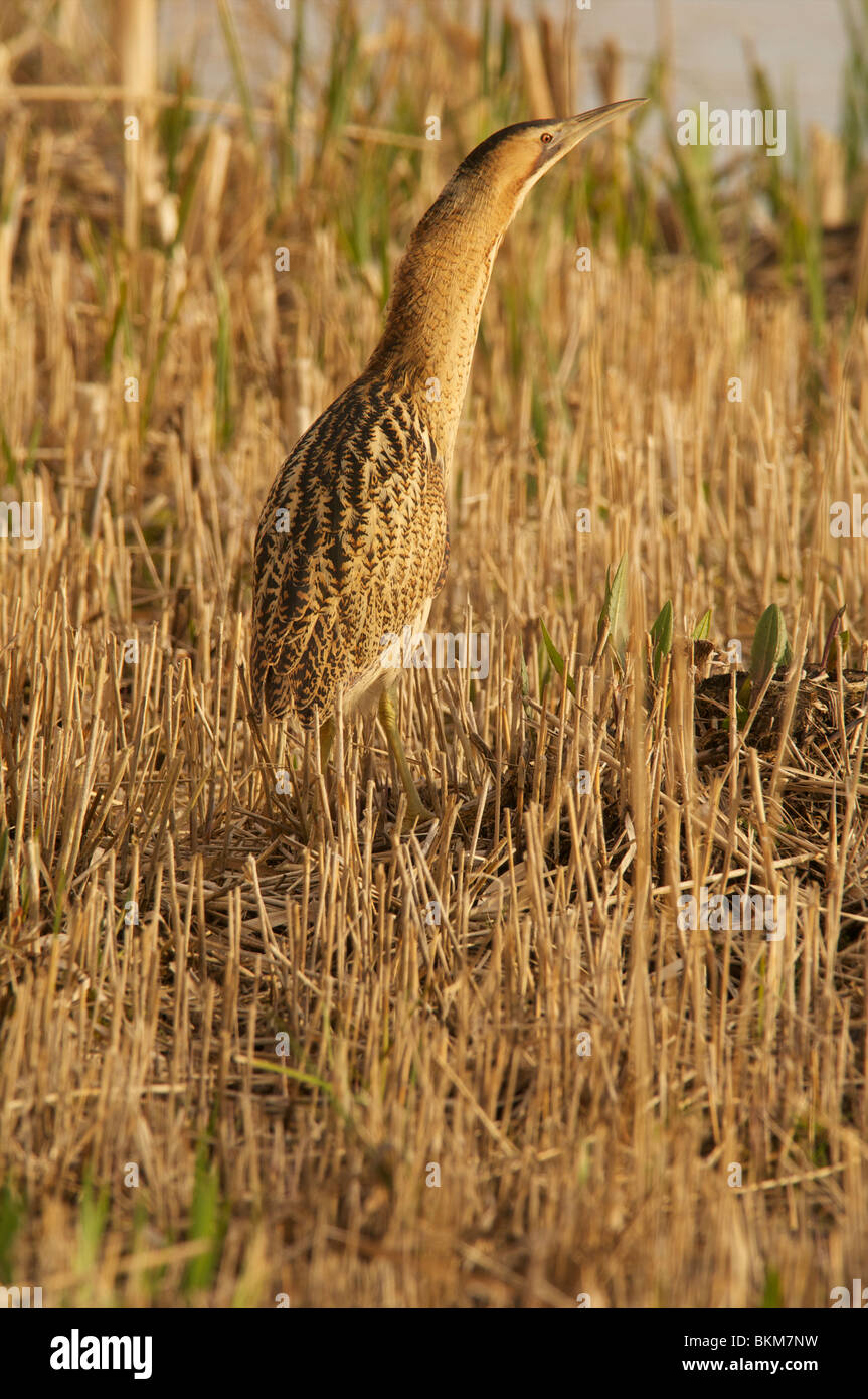 Bittern england hi-res stock photography and images - Alamy