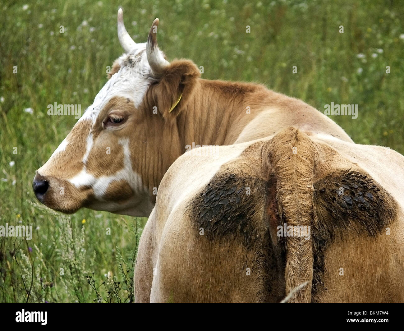 Graziery High Resolution Stock Photography and Images - Alamy