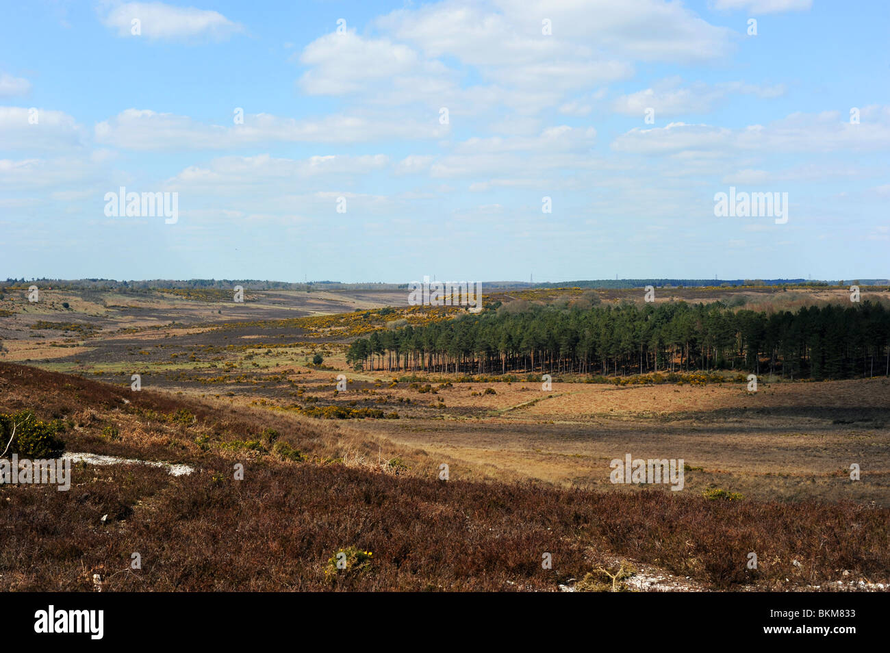 Forest enclosure hi-res stock photography and images - Alamy