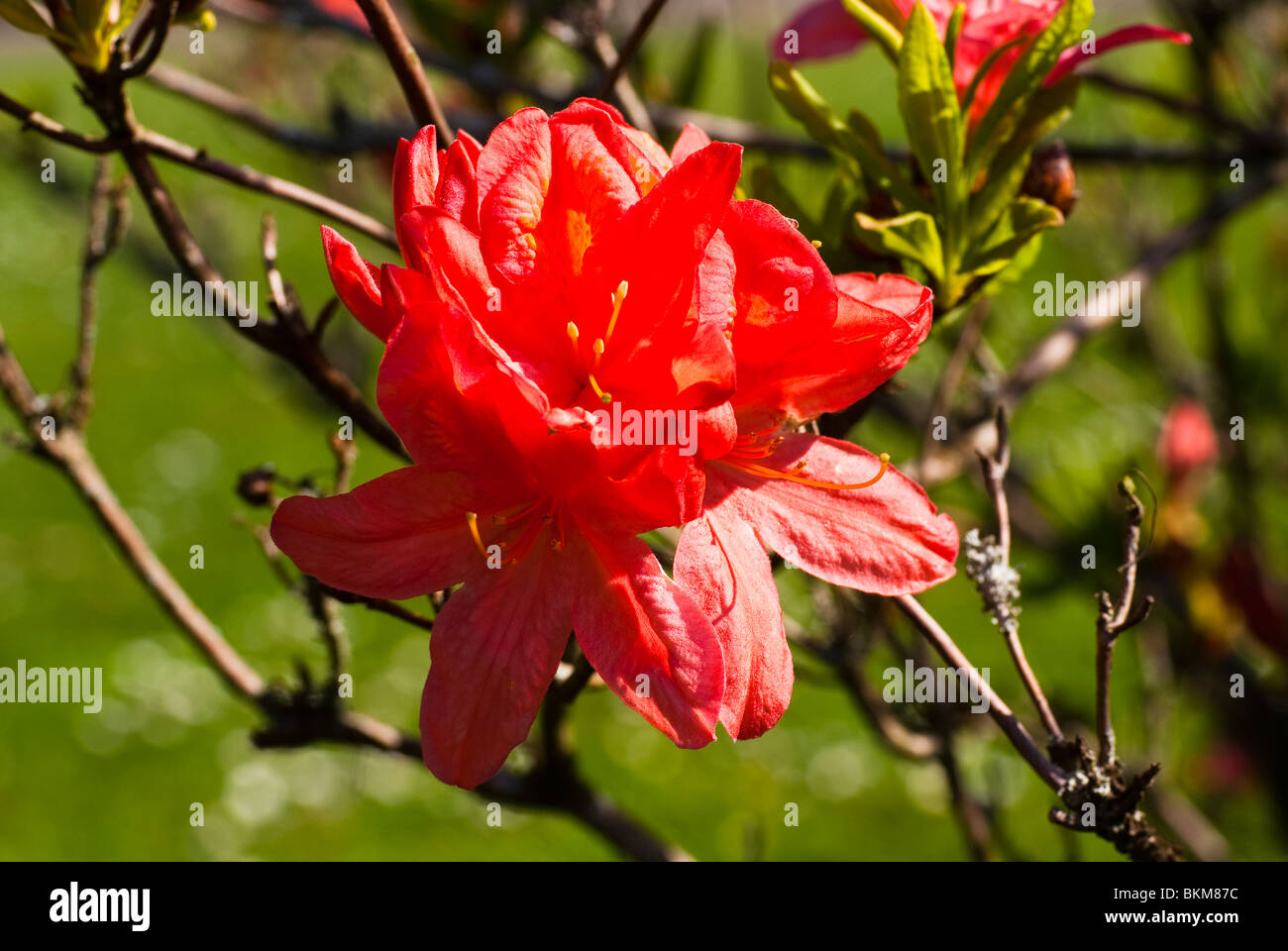 Red Azalea flower Stock Photo - Alamy