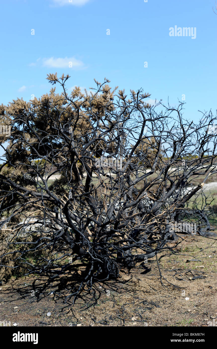 Gorse bushes in the new forest that have been subject to controlled ...