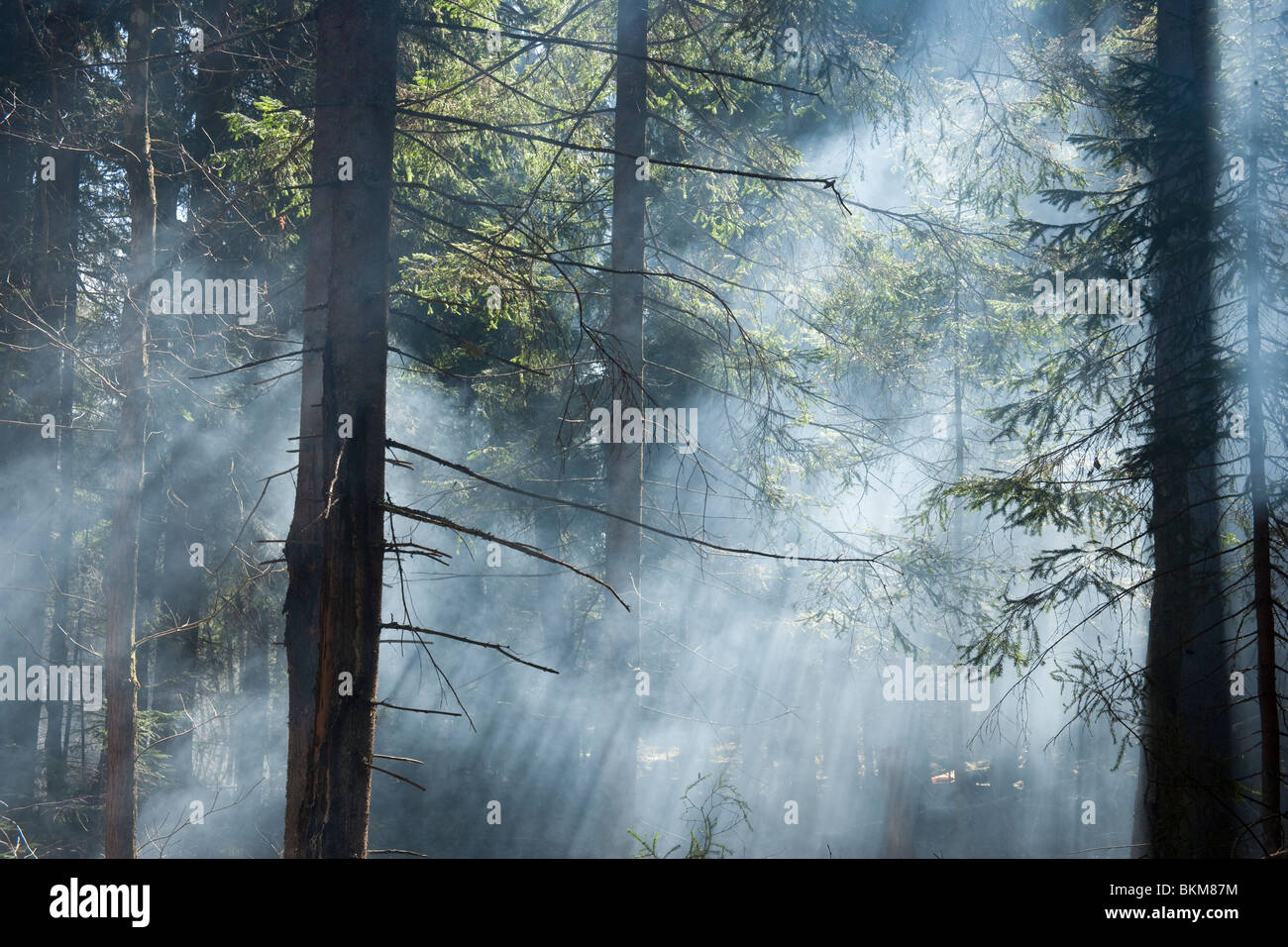 Smoke in the forest Stock Photo - Alamy