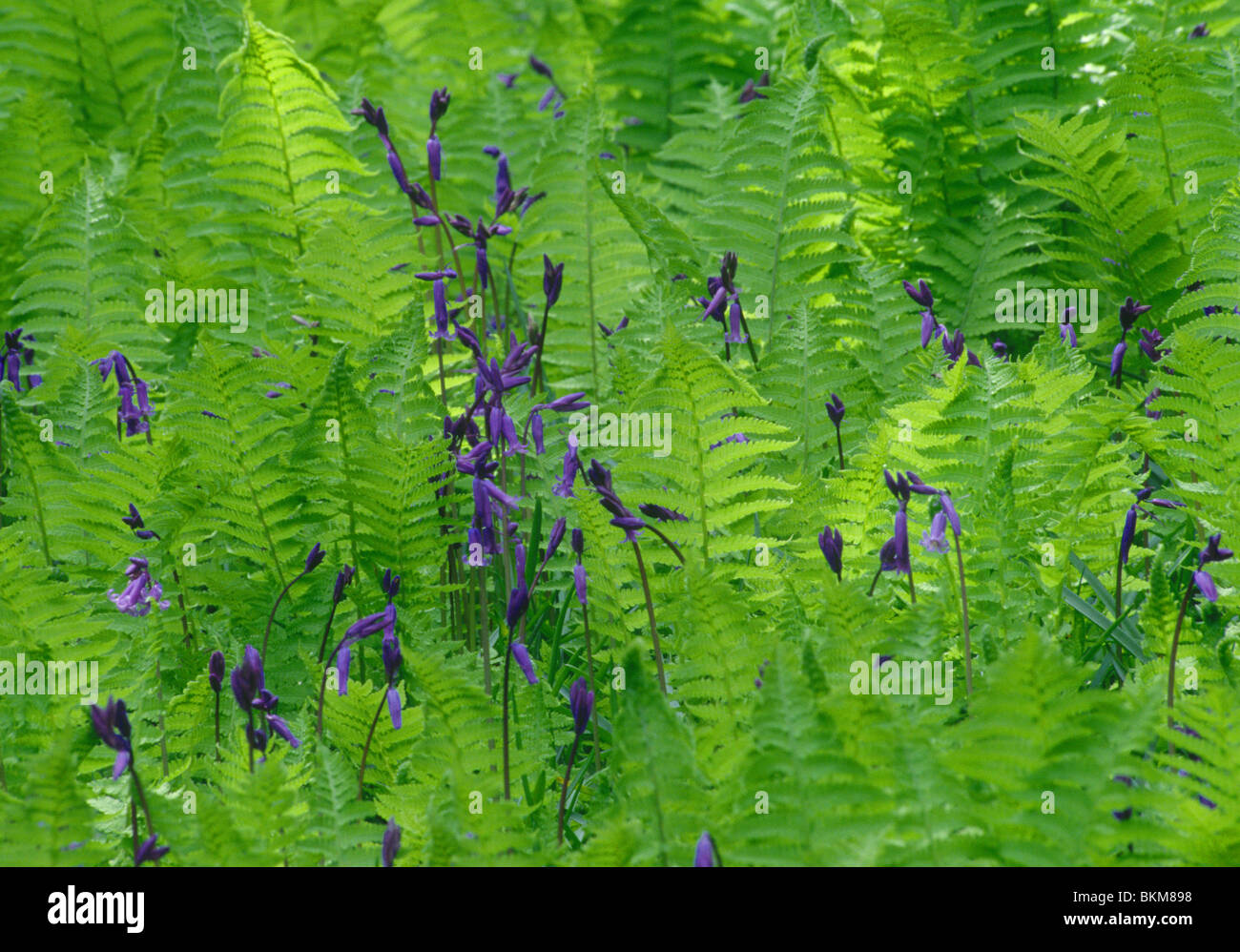 Bluebells grow up through ferns Stock Photo - Alamy