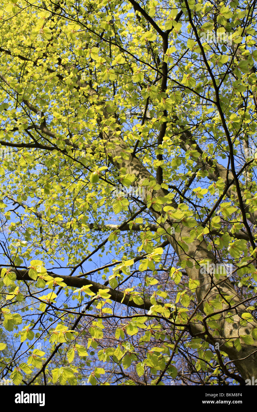 New beech leaves hi-res stock photography and images - Alamy