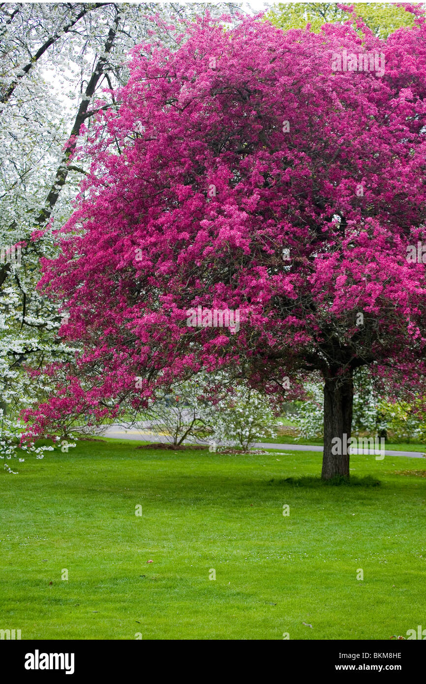 Kew Gardens - malus blossom Stock Photo - Alamy