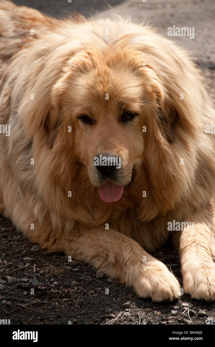 Tibetan mastiff dog hi-res stock photography and images - Alamy