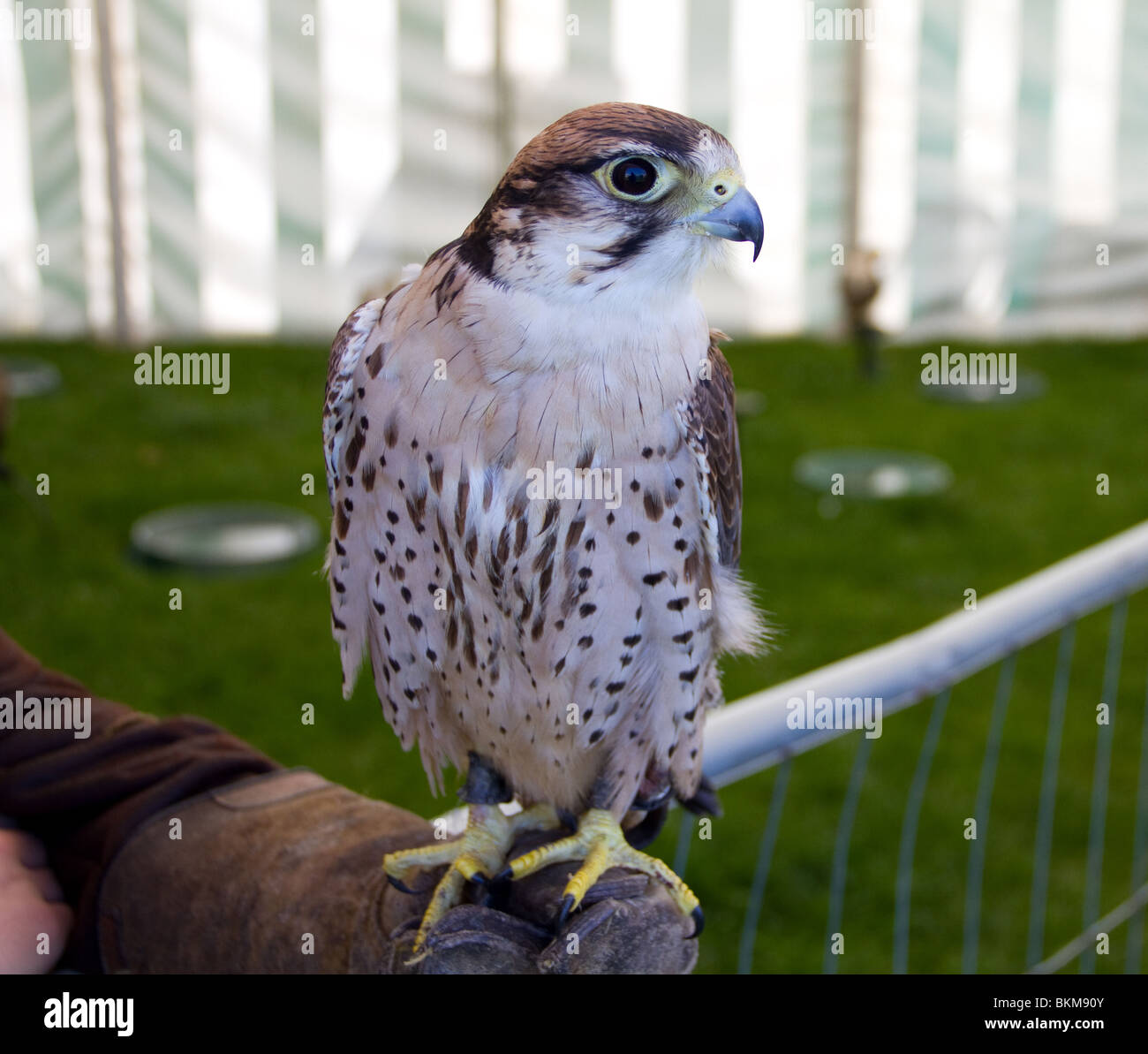 Lanner falcon close up hi-res stock photography and images - Alamy