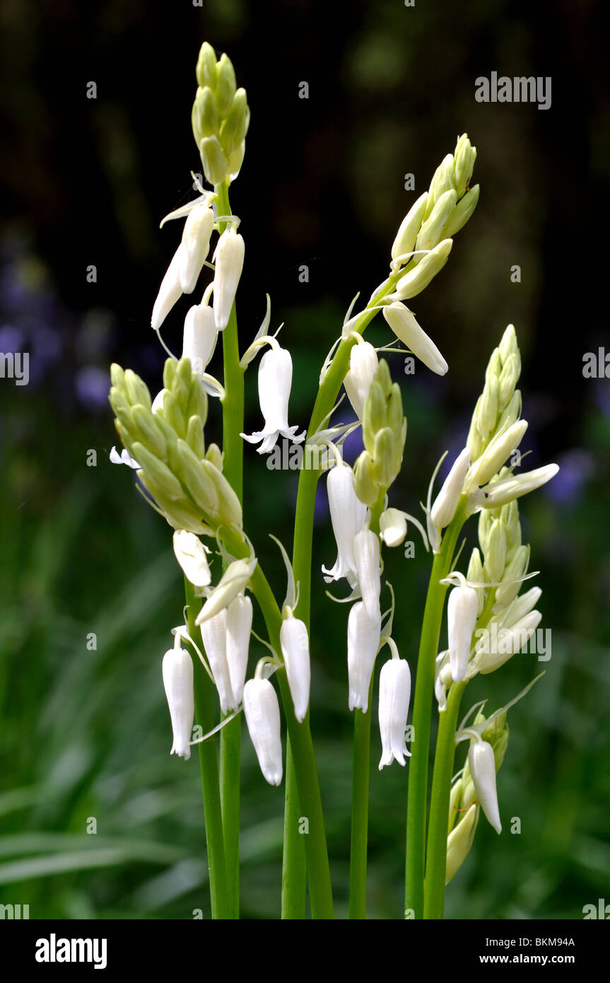 White bluebells hi-res stock photography and images - Alamy