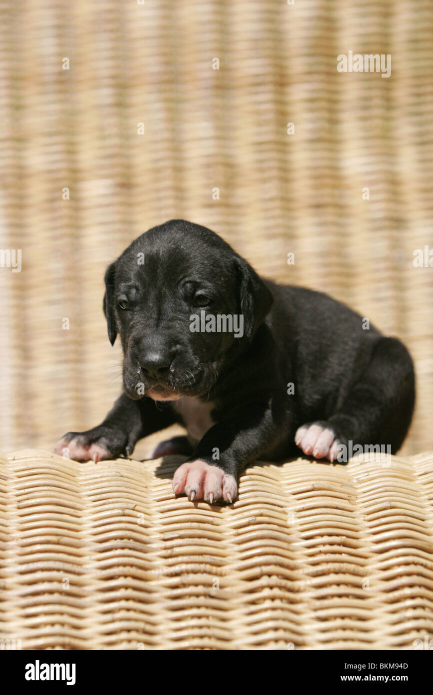 Great Dane Puppy Stock Photo - Alamy