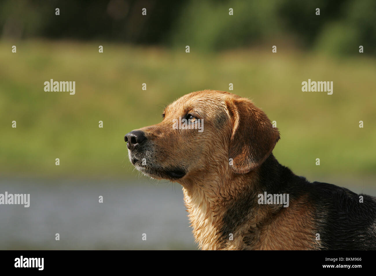 Polish Hound High Resolution Stock Photography and Images - Alamy