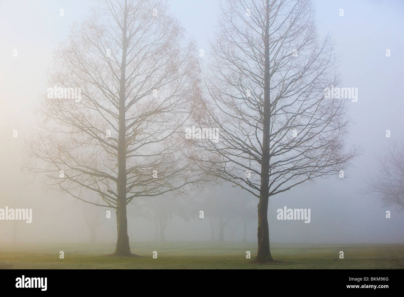 Oregon Cascades, Oregon, United States Of America; Trees Surrounded By ...