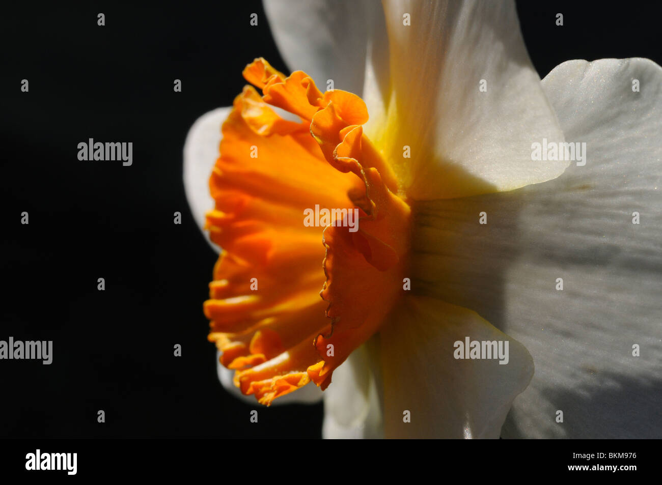 Narcissus "Geranium" aka Daffodil Stock Photo - Alamy