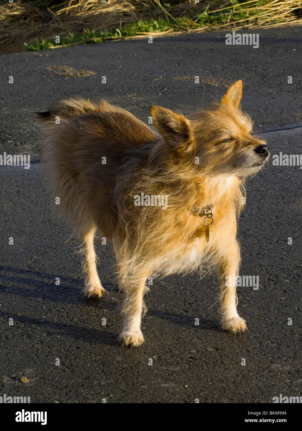 Ginger terrier hi-res stock photography and images - Alamy