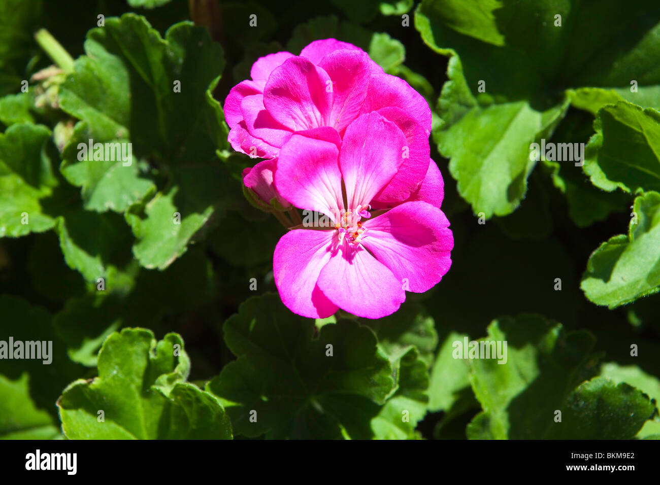 Double Pink Geranium High Resolution Stock Photography and Images - Alamy