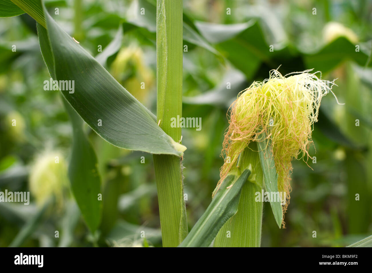Sweet corn growing in a market garden in Kawasaki on the outskirts of ...