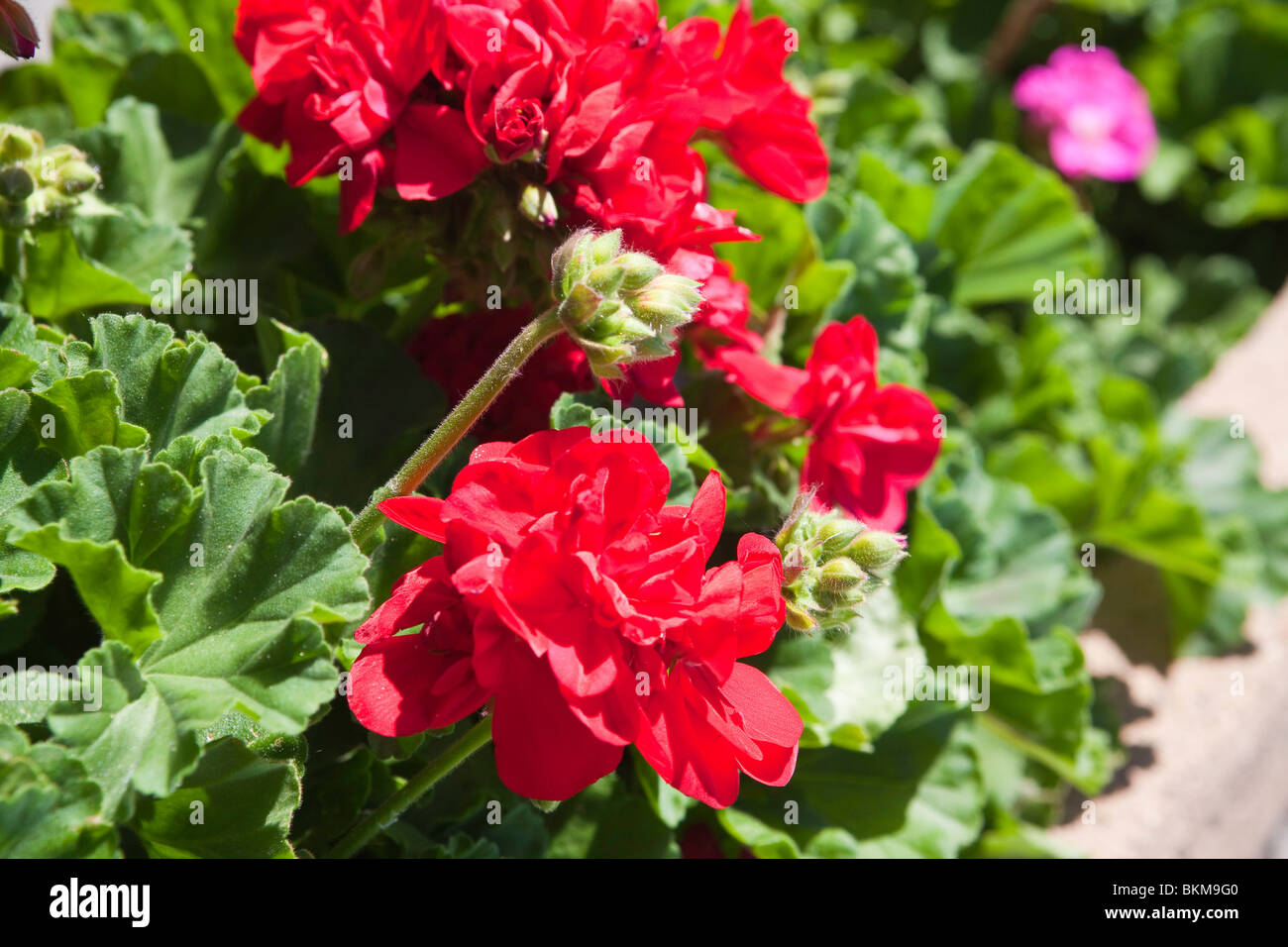 Double pink geranium hi-res stock photography and images - Alamy
