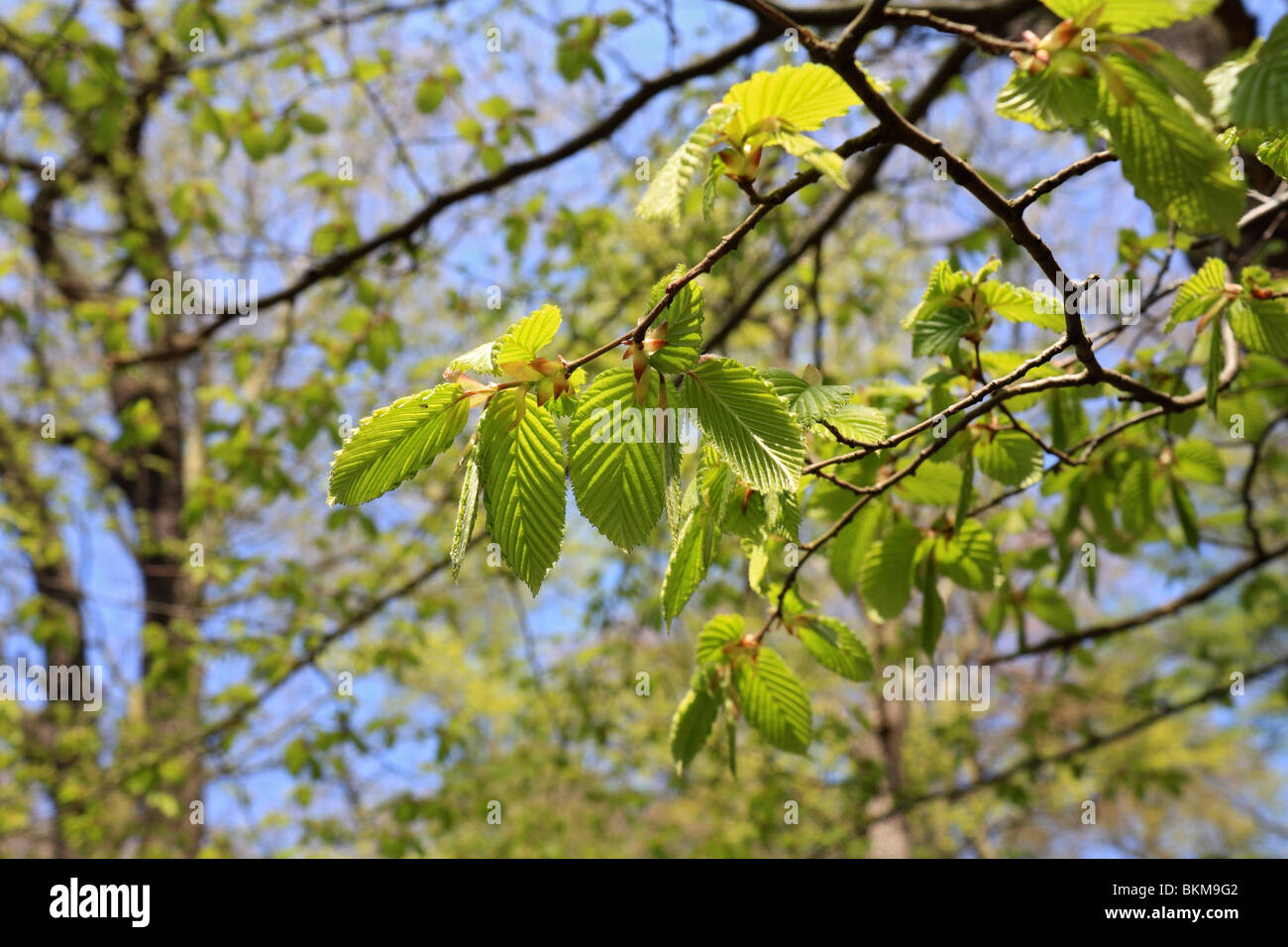 Beech tree with new leaves in spring Wimbledon, England, UK Stock Photo ...