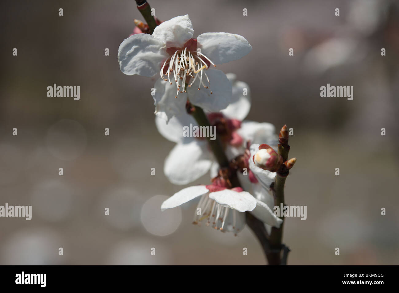 Prunus mume hi-res stock photography and images - Alamy