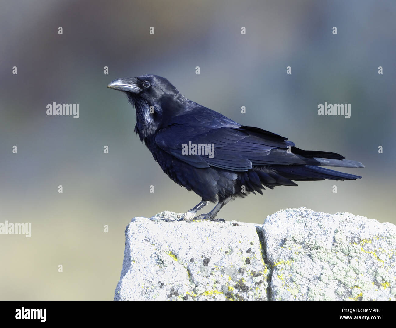 Raven on standing stone hi-res stock photography and images - Alamy