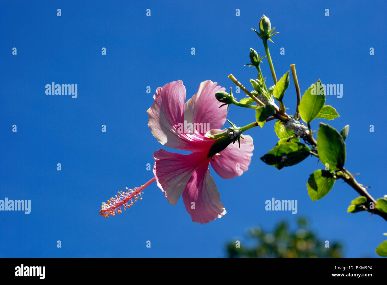 Shoe flower hi-res stock photography and images - Alamy