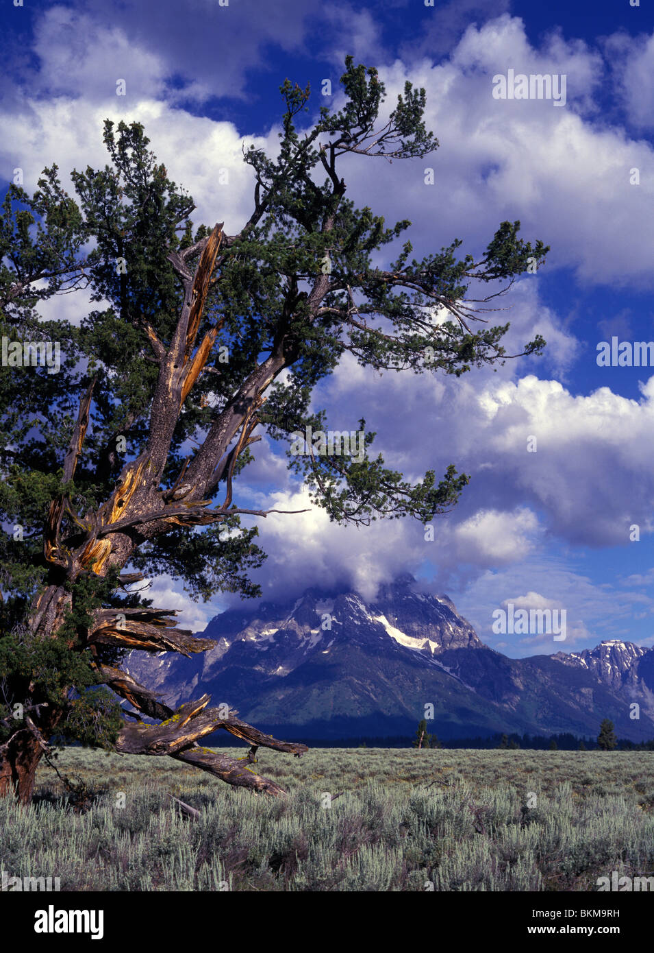 Old limber pine (Pinus flexilis) and the Grand Teton mountains, Grand ...