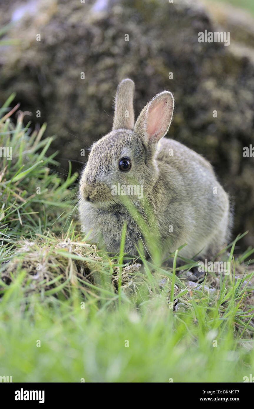 Rabbit burrow grass hi-res stock photography and images - Alamy