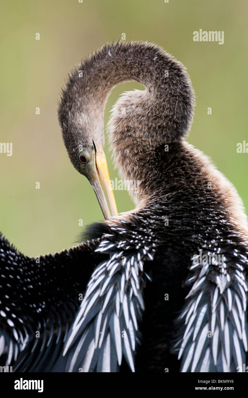 Anhinga (Anhinga anhinga leucogaster), female preening Stock Photo - Alamy