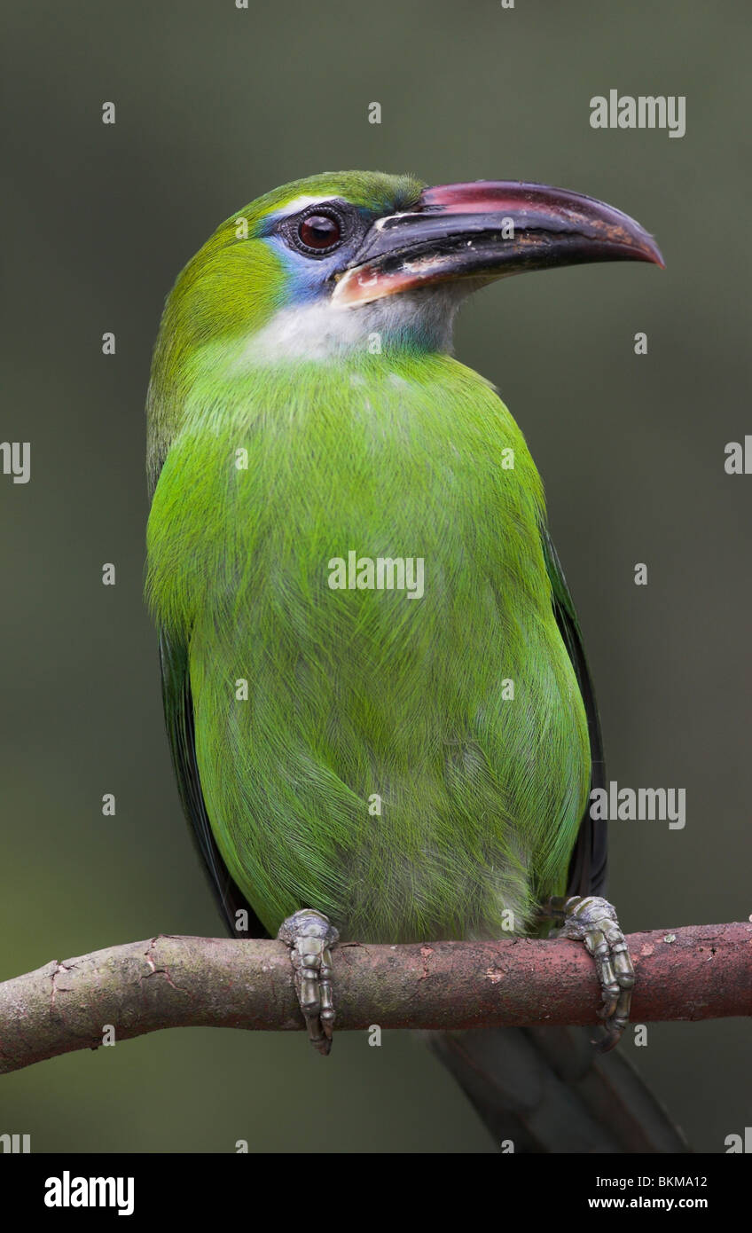 GROOVE-BILLED TOUCANET (Aulacorhynchus sulcatus sulcatus) Henri Pittier ...