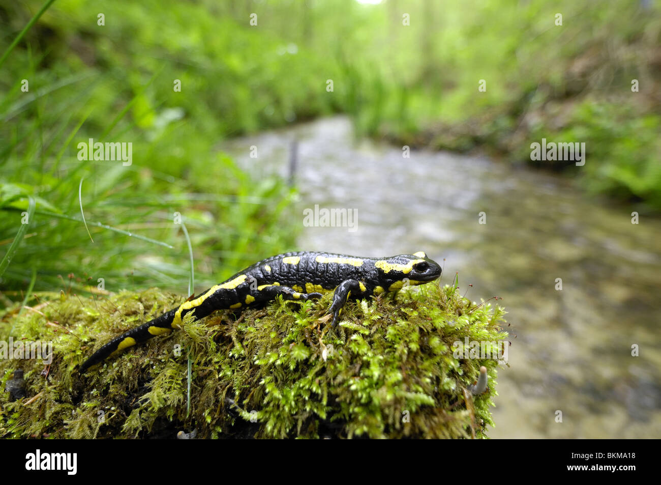 Salamander hi-res stock photography and images - Alamy
