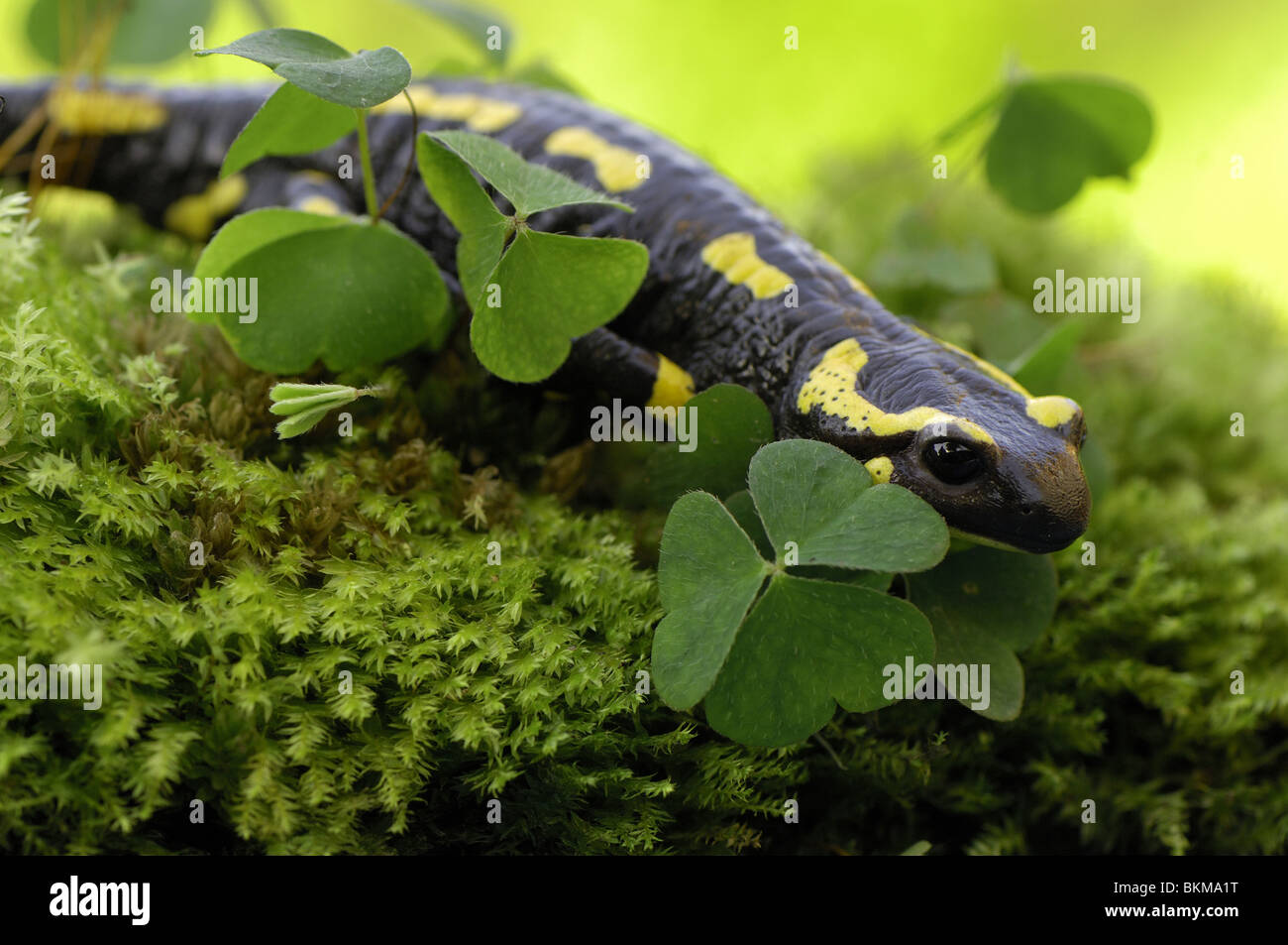 Close-up of a fire salamander Stock Photo - Alamy