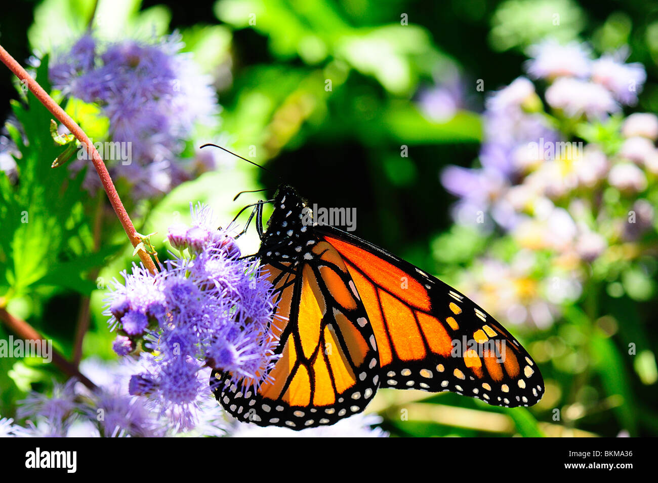 Monarch feeding hi-res stock photography and images - Alamy
