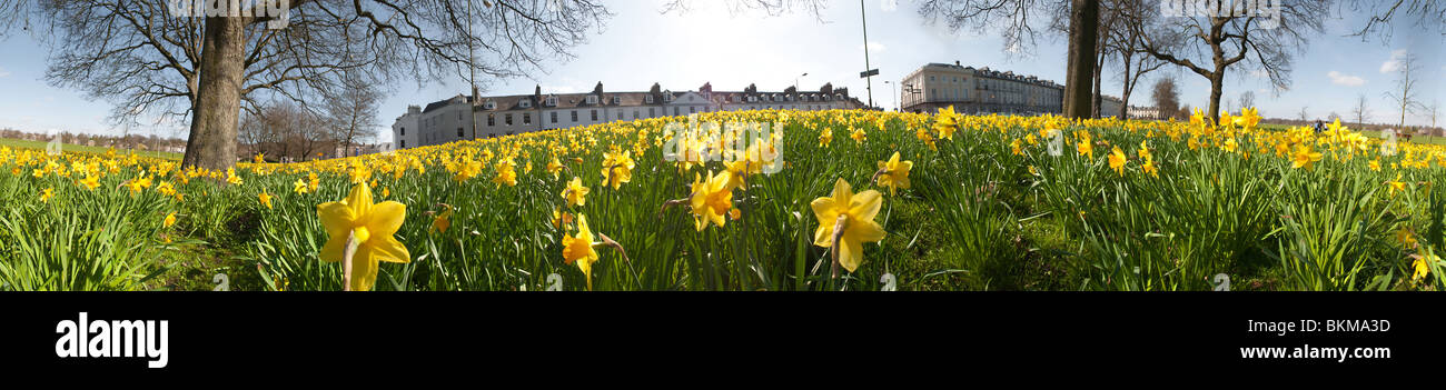 A 360 degree image of Daffodils on the North Inch park, Perth ...