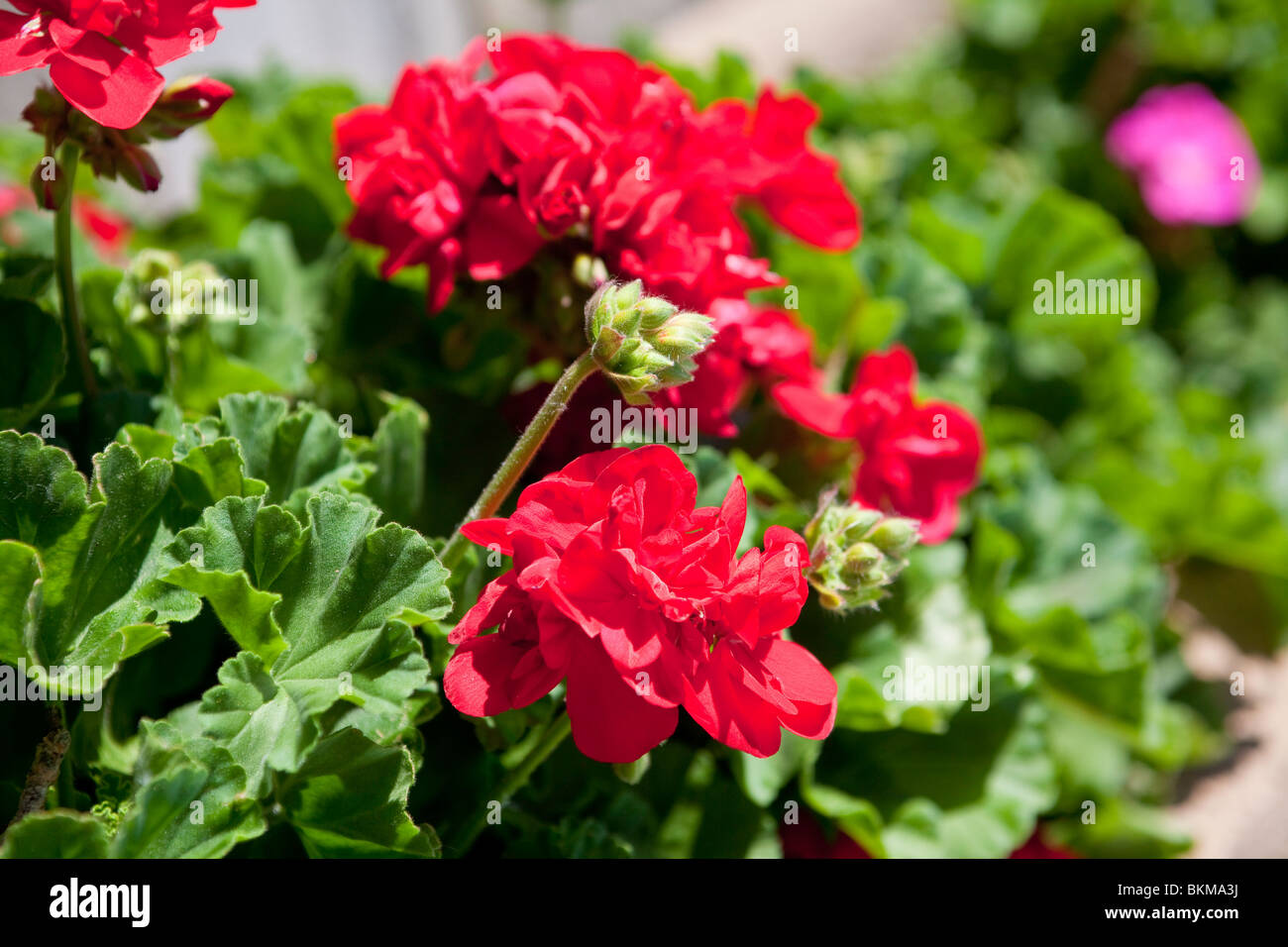 Double pink geranium hi-res stock photography and images - Alamy