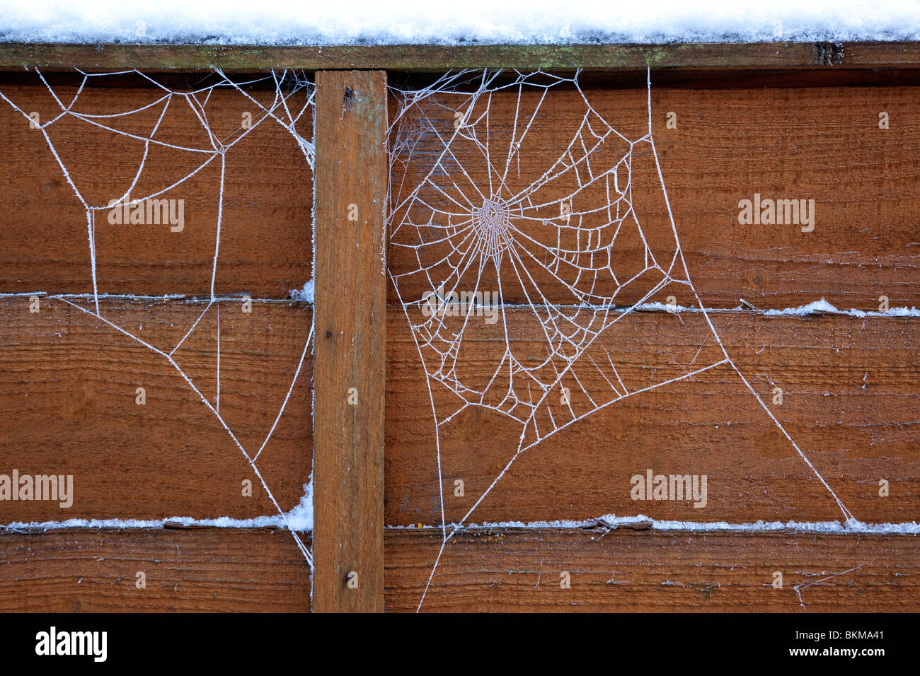 Cobweb ice frost hi-res stock photography and images - Alamy