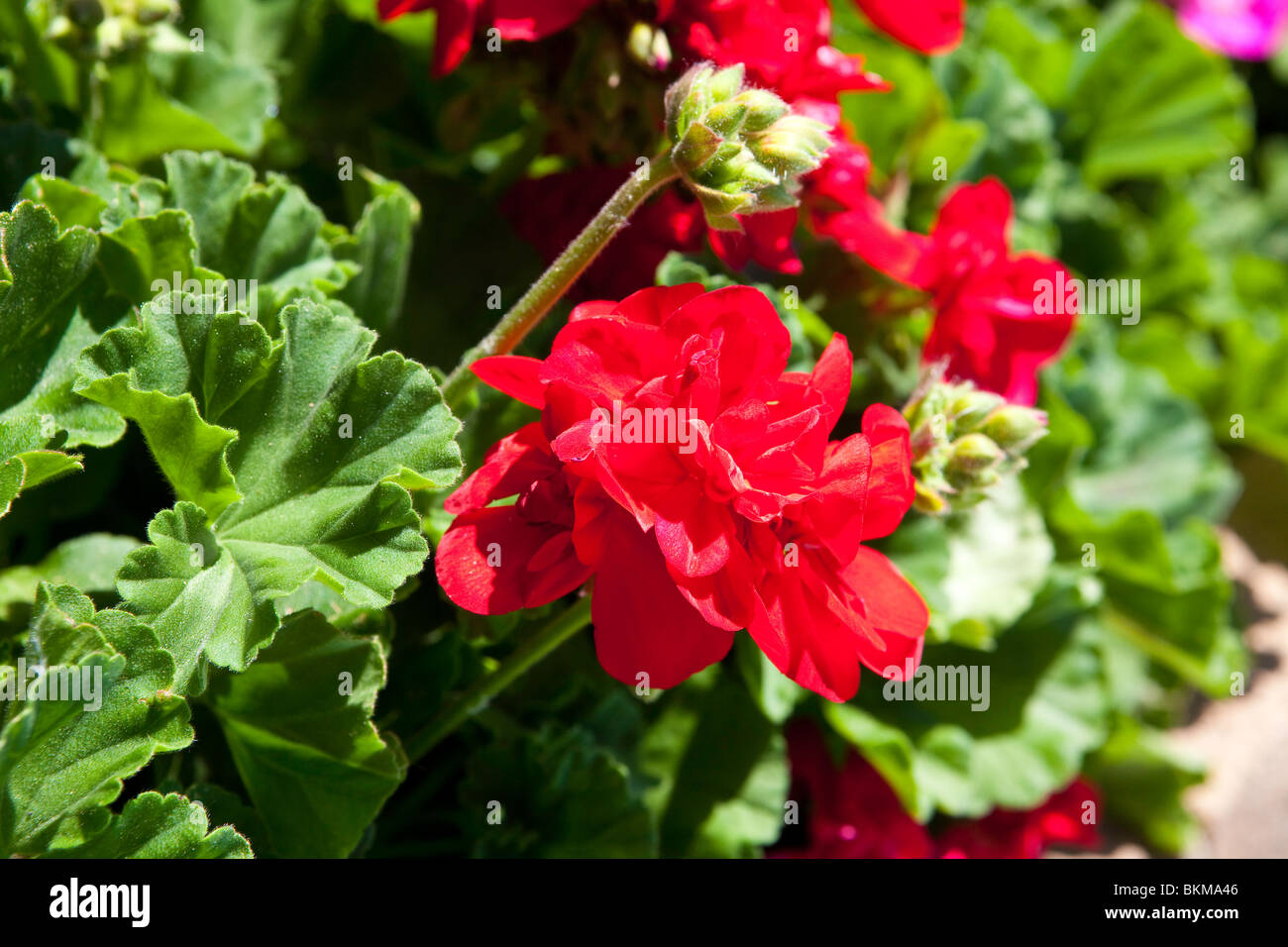 Double pink geranium hi-res stock photography and images - Alamy